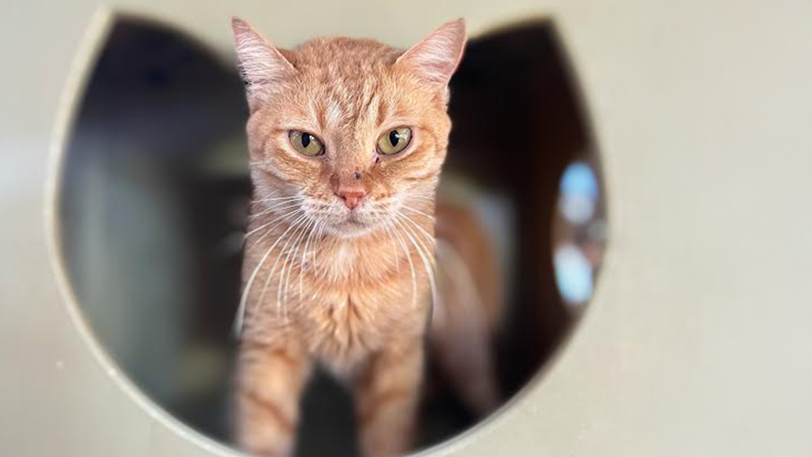 Pet of the Week: Sunshine | News, Sports, Jobs - Maui News